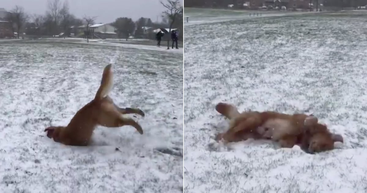 can dogs do front flips