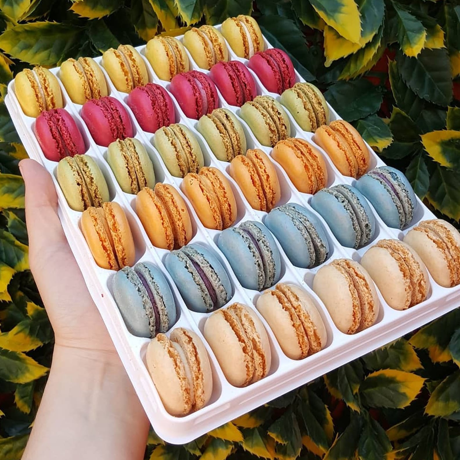 Costco Tipiak Has a 36-Pack of French Rainbow Macarons | PS Food