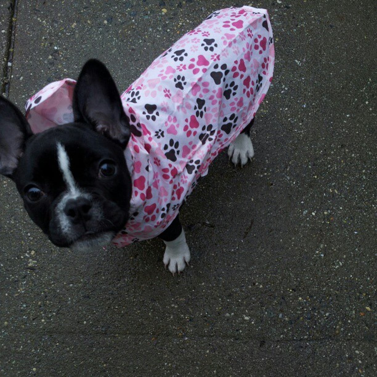 Cute Dogs in Raincoats | POPSUGAR Pets