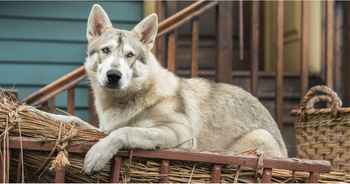 What Breed of Dog Is Rollo on Outlander? | POPSUGAR Entertainment