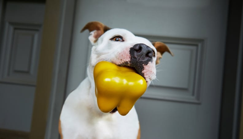 Home Alone BarkBox and Super Chewer Toys and Treats | 2020 | PS Pets