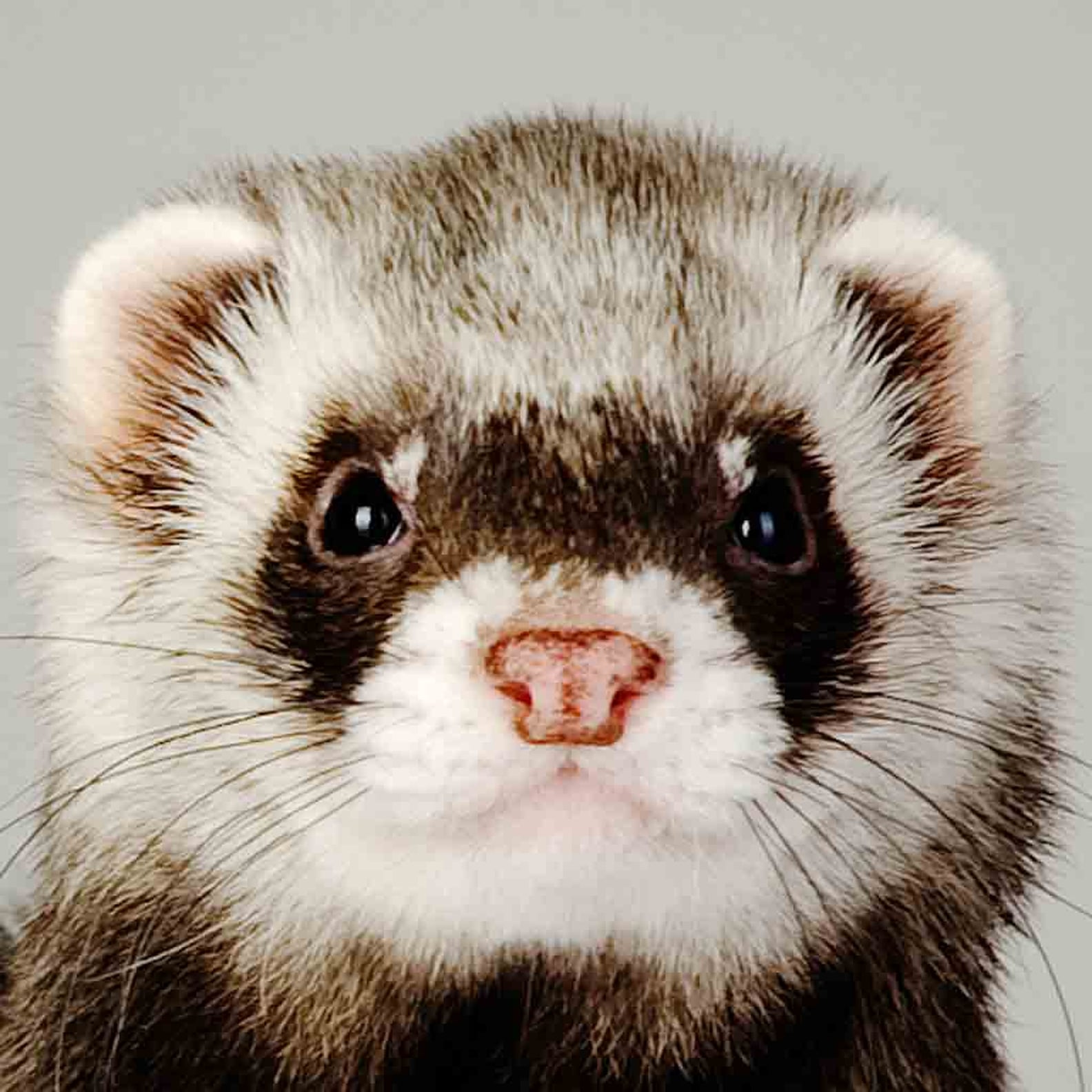 Celebrity Animal Doppelgangers | PS Pets