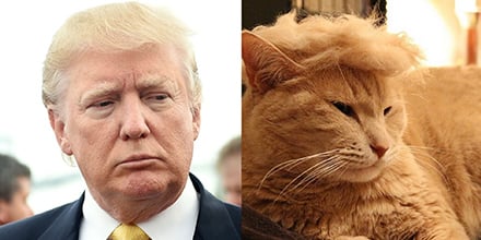 Cats With Donald Trump Hair | POPSUGAR Entertainment