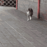 Funny Cat GIFs | POPSUGAR Tech