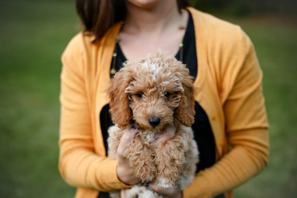 Cute Pictures of Goldendoodles | POPSUGAR Pets