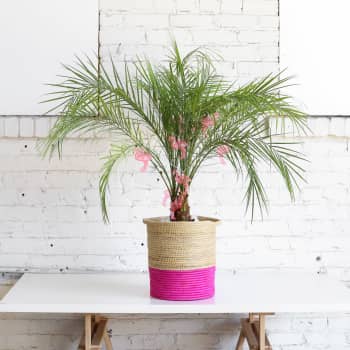 Best Live Tabletop Christmas Trees 2019 | PS UK Home