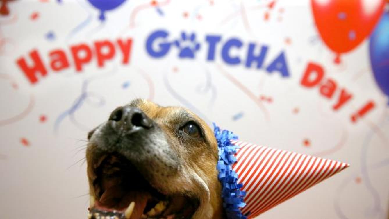 Gotcha Day For Adopted Pets | PS Pets