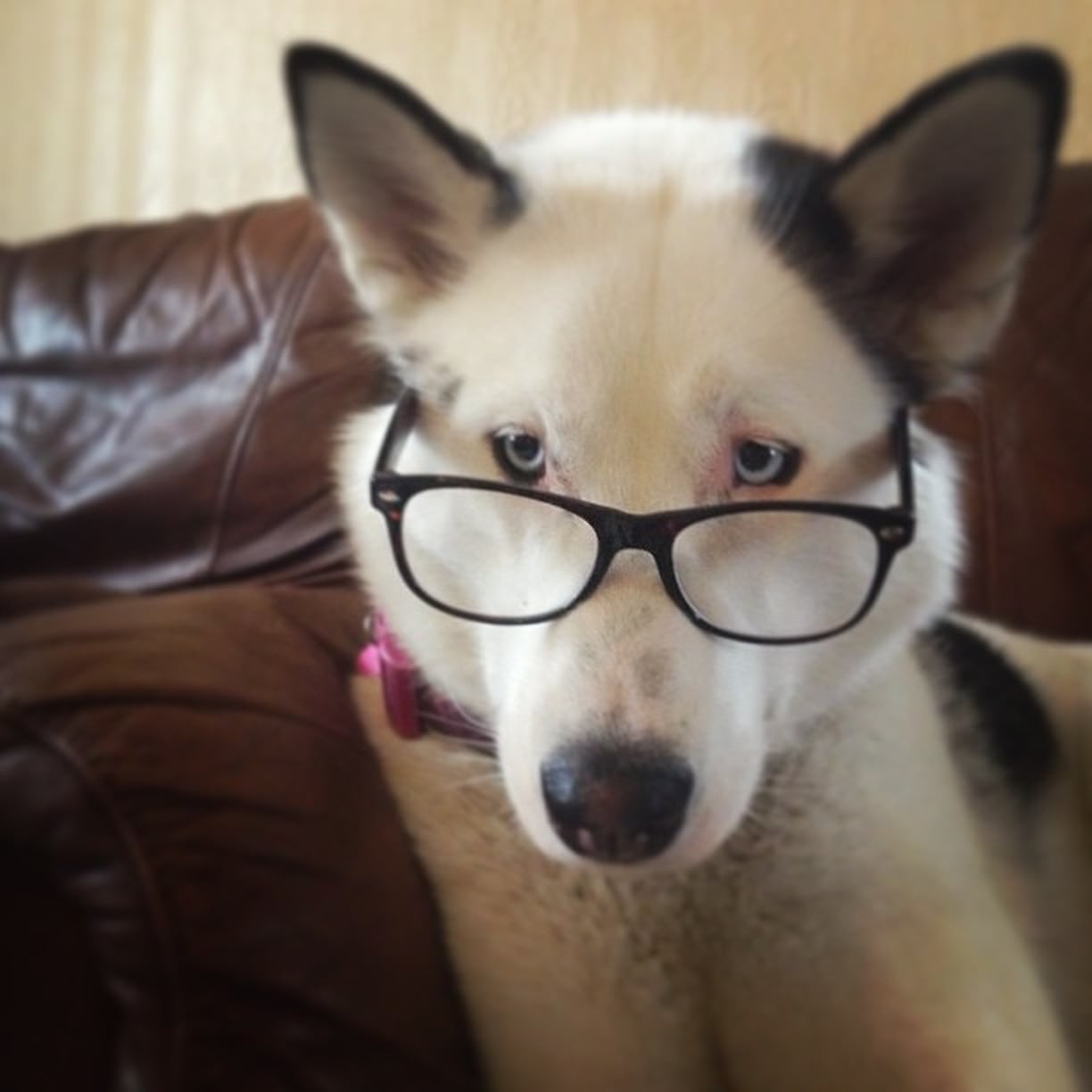 Dogs Wearing Glasses | PS Pets