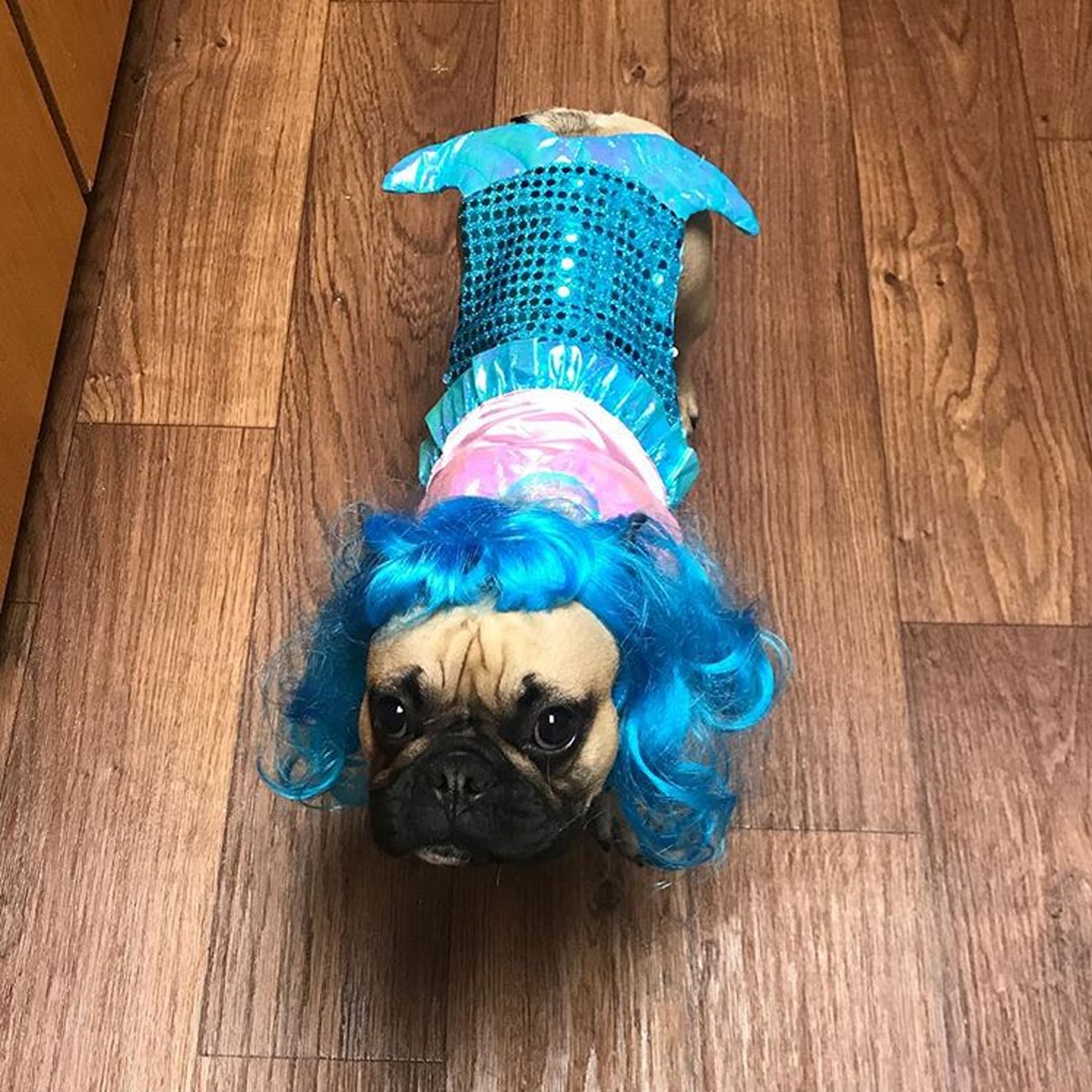 Photos of French Bulldogs in Halloween Costumes | PS UK Pets