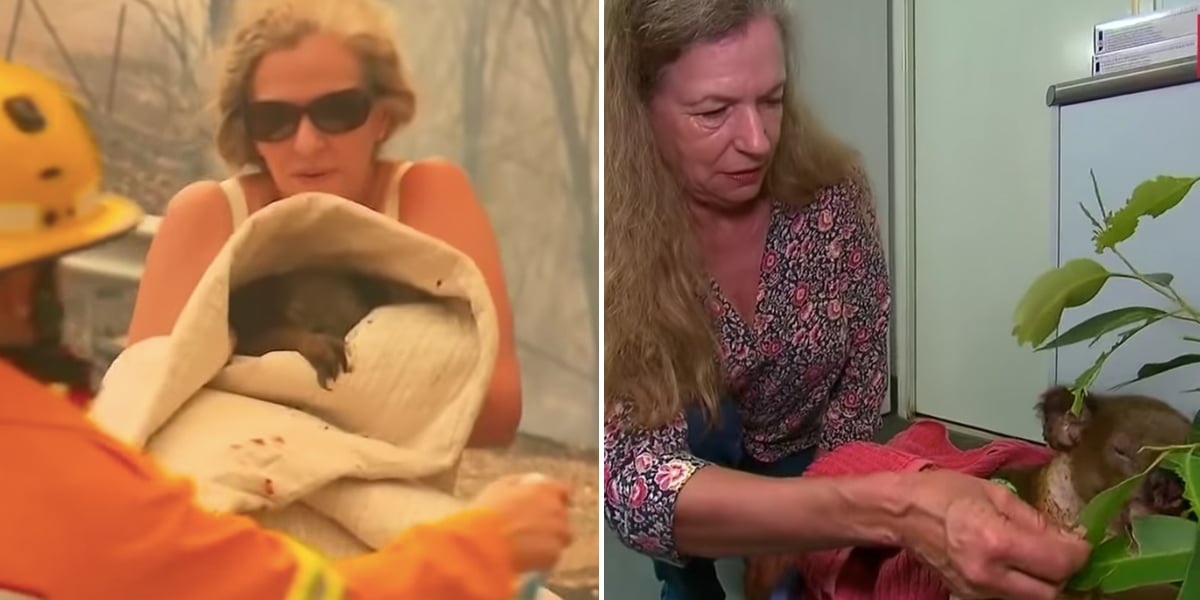 Woman Reunites With Koala She Saved From the NSW Bushfires | PS News