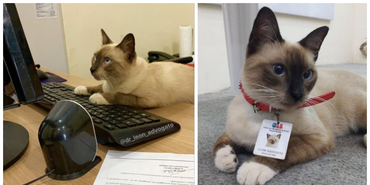 Leon the Cat Becomes a Lawyer After People Complained | POPSUGAR Pets