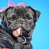 Cute Pictures of Pugs | POPSUGAR Pets