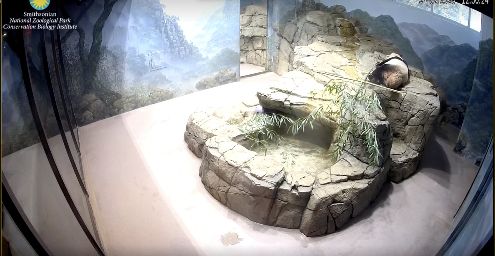 Virtual Zoo Tours to Take Right Now | PS Pets