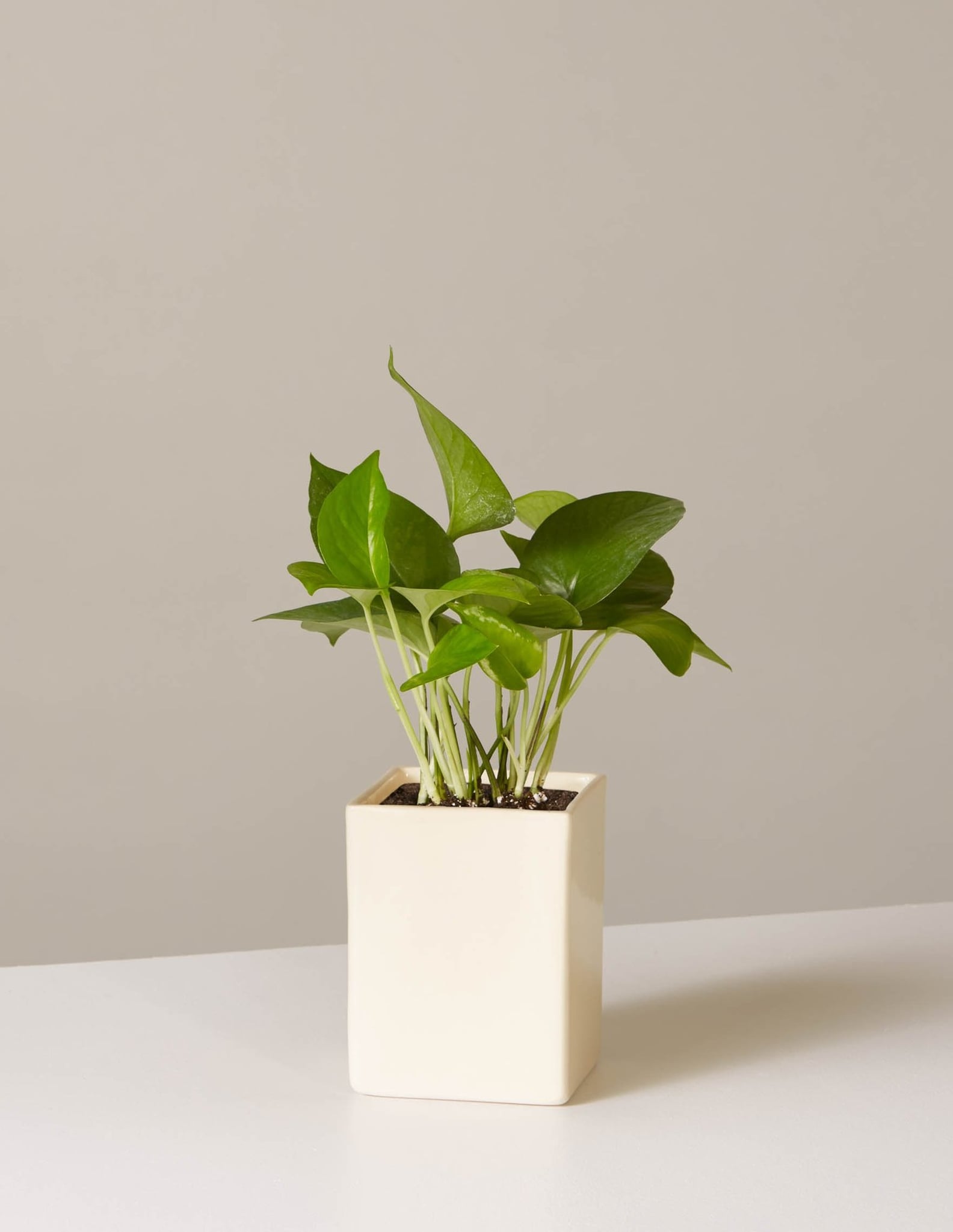 Best Office Desk Plants | PS Home