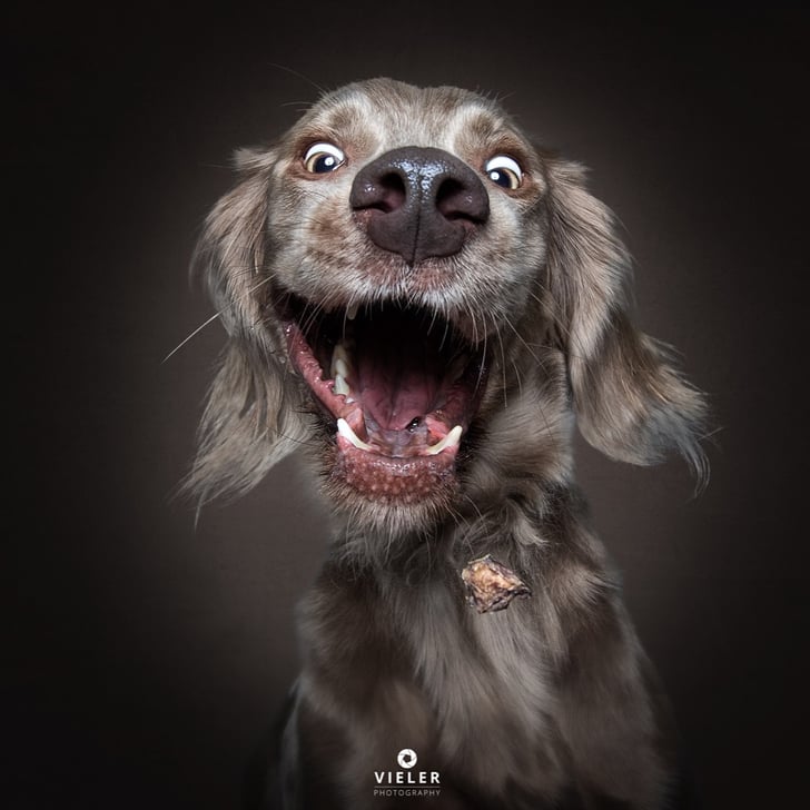 Dogs Catching Treats Photo Series | POPSUGAR UK Parenting Photo 85