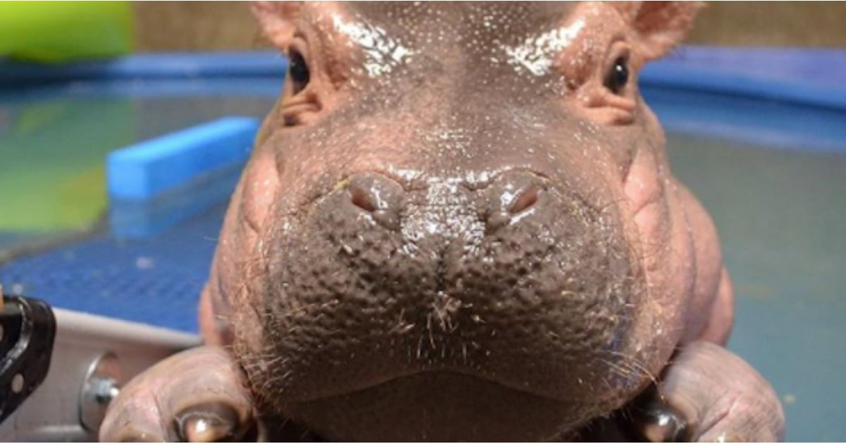 Fiona the Hippo Adorable Photos on First Birthday | POPSUGAR News