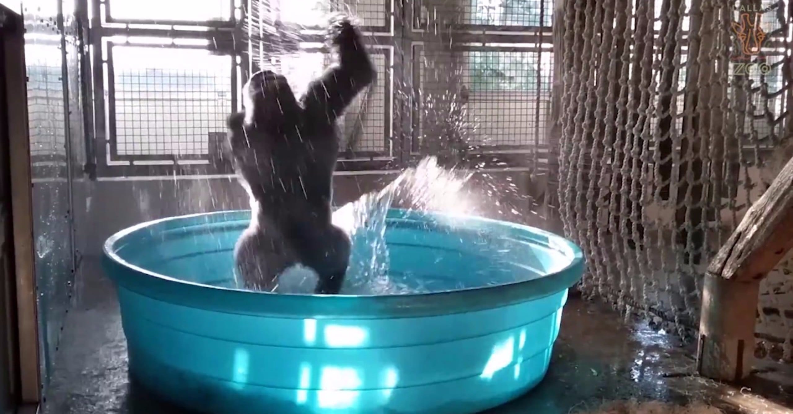 Zola the Gorilla Dancing to "Maniac" Video | PS Celebrity