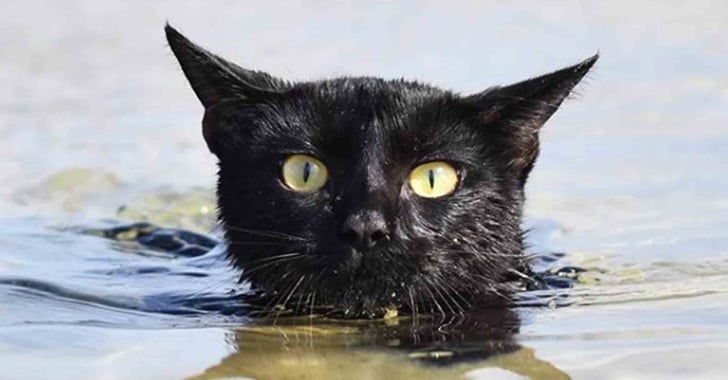 Nathan the Beach Cat Photos | POPSUGAR Family