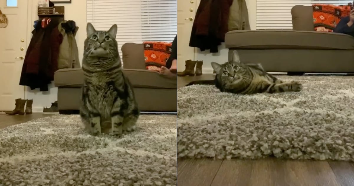 Cat This or That Challenge Funny TikTok Video | POPSUGAR UK Pets