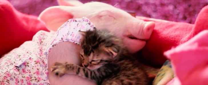Pigs | POPSUGAR Pets