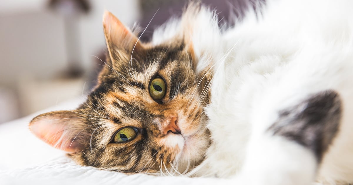 Do Cats Need A Bath POPSUGAR Pets
