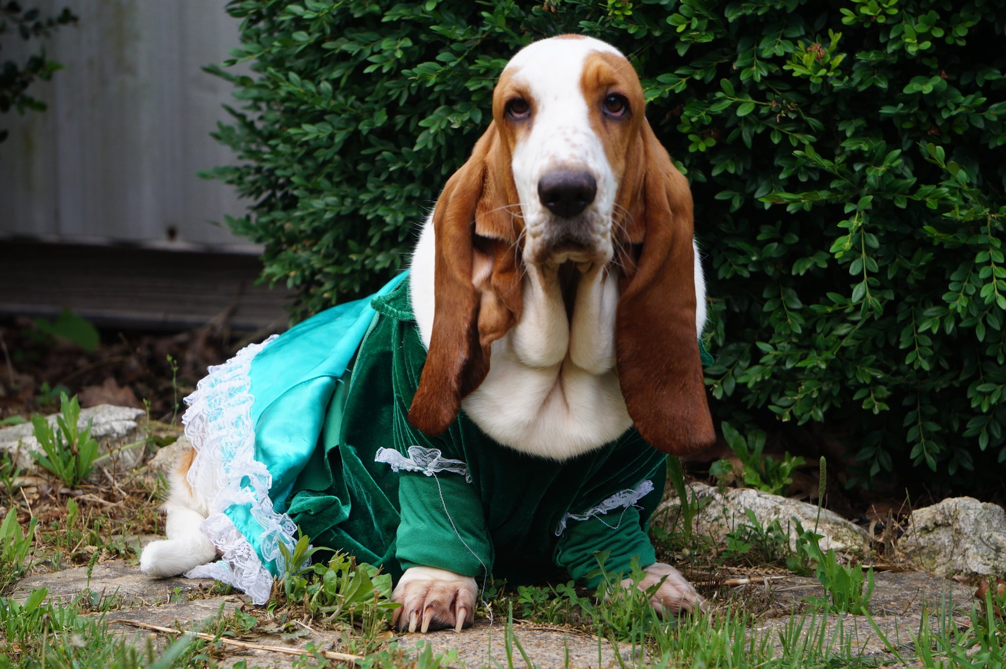 Baby Basset Hound Cute