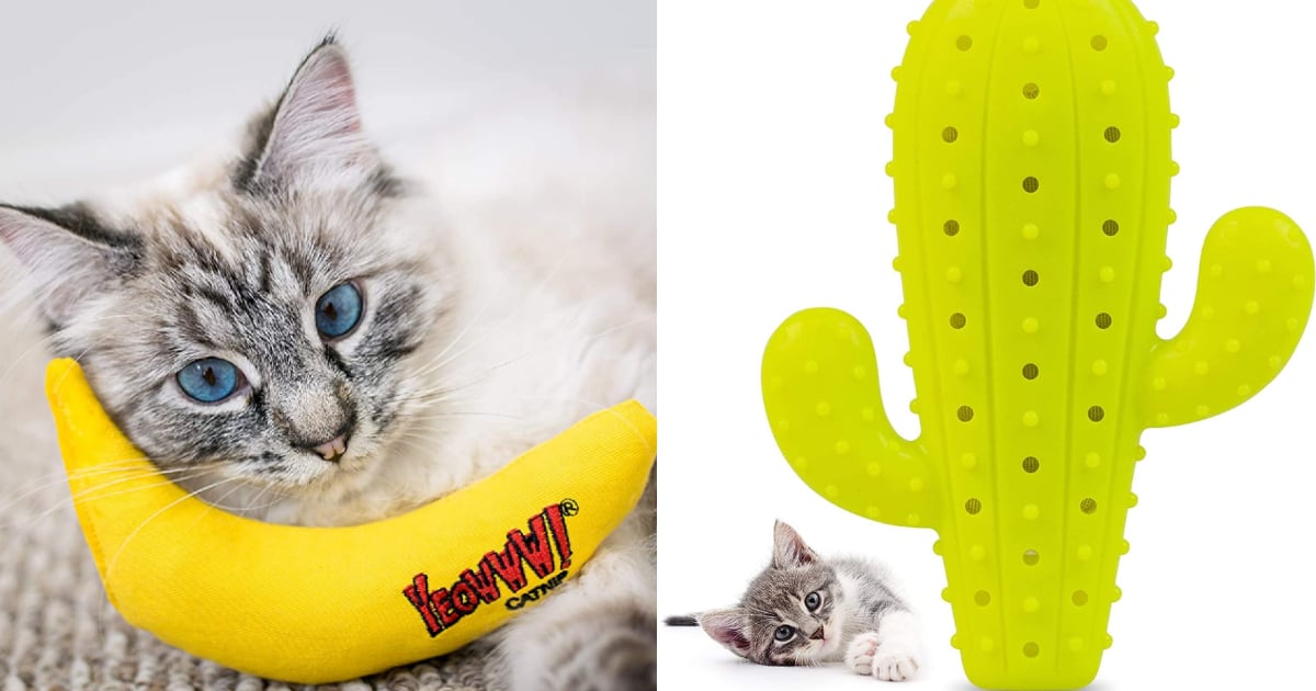 Shop These Chew Toys For Cats That Promote Good Oral Health | PS Pets