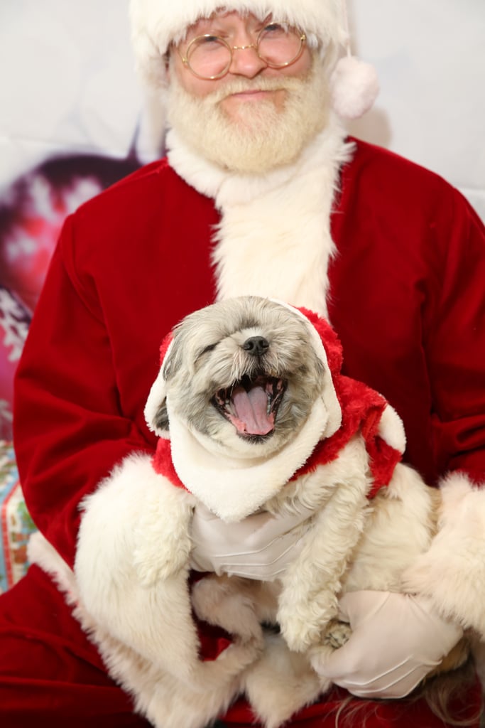 Pets Meeting Santa | POPSUGAR Pets