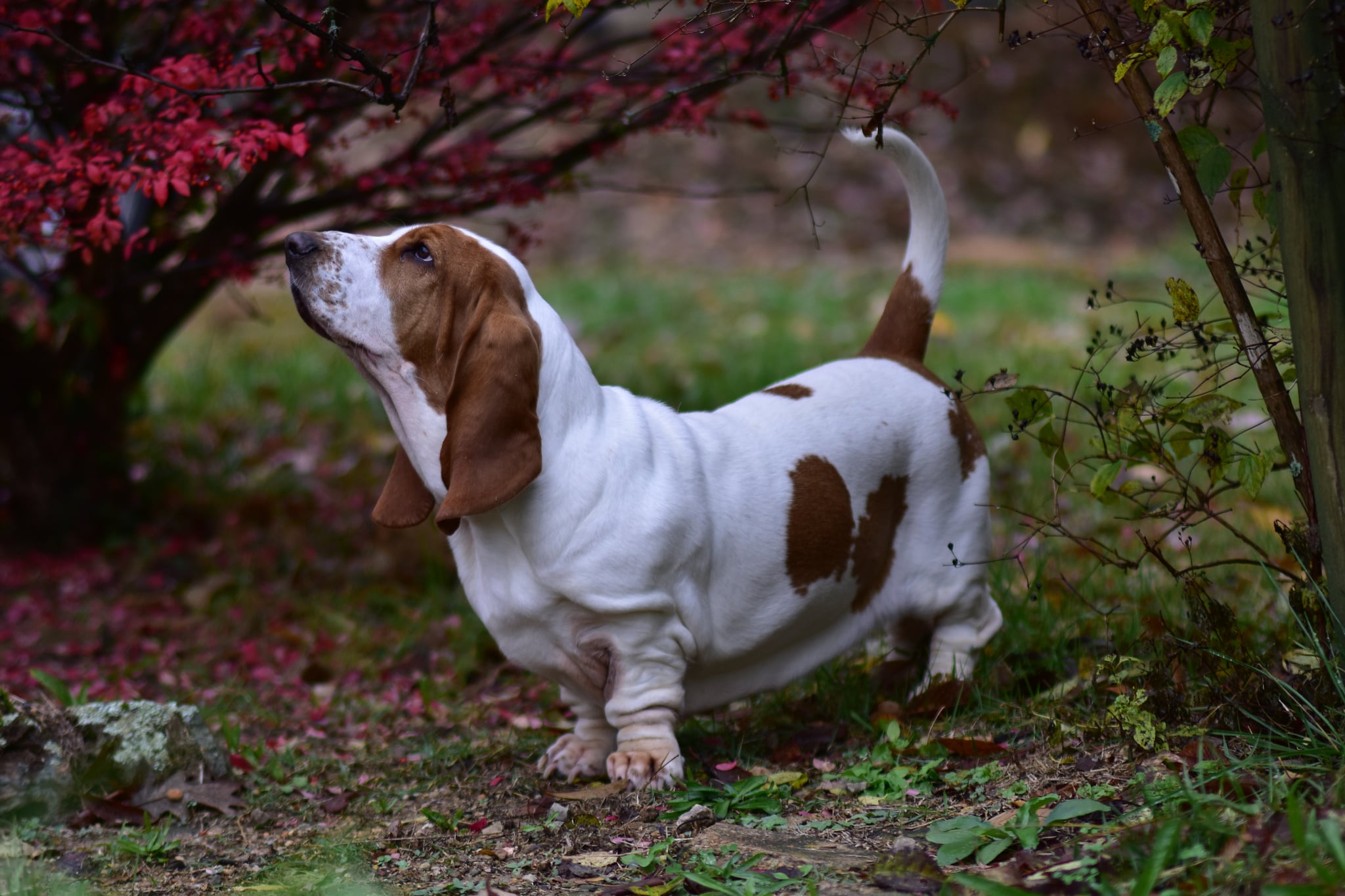 Baby Basset Hound Cute