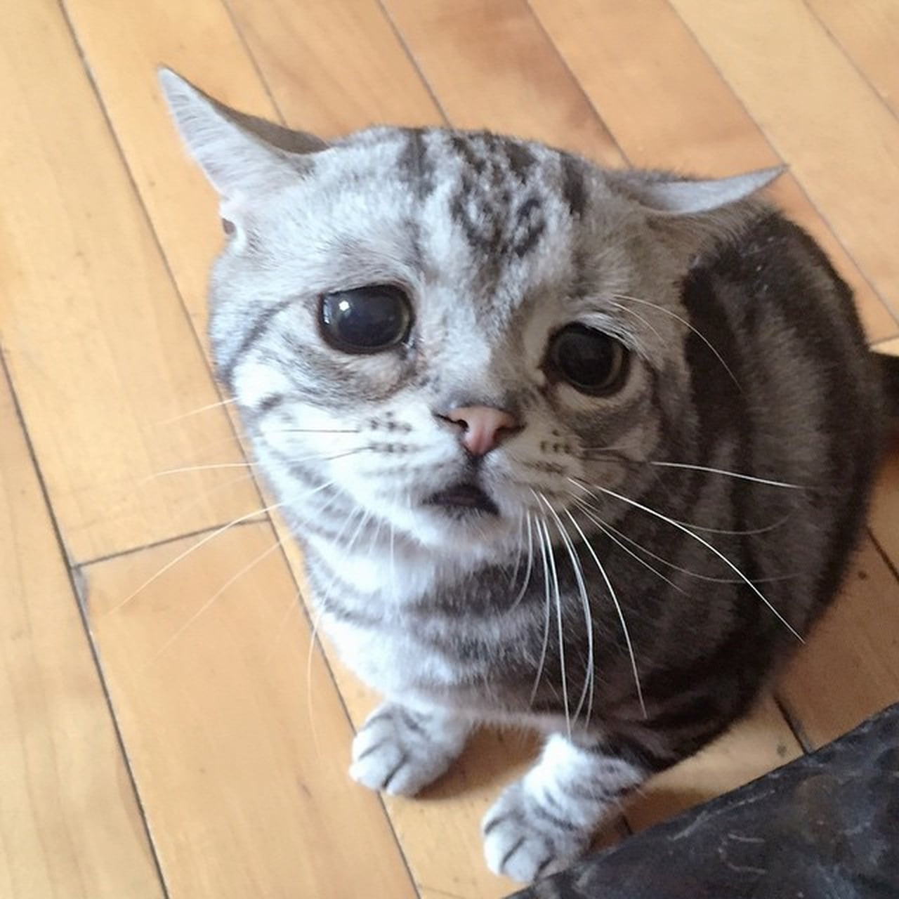 Saddest Cat on the Internet | Pictures | PS Pets