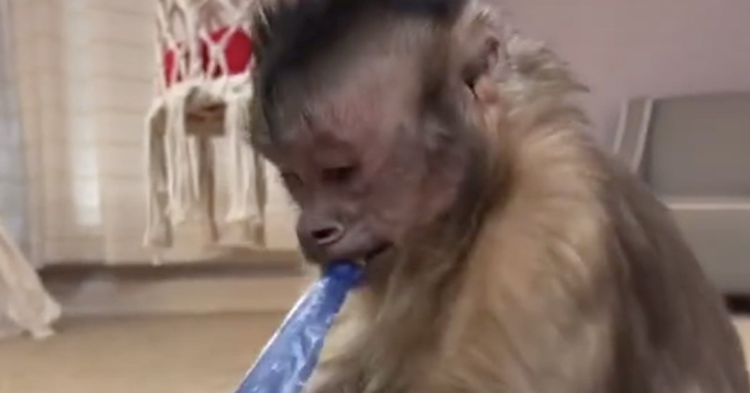 George the Monkey Opening Packages in TikTok Videos | PS Pets