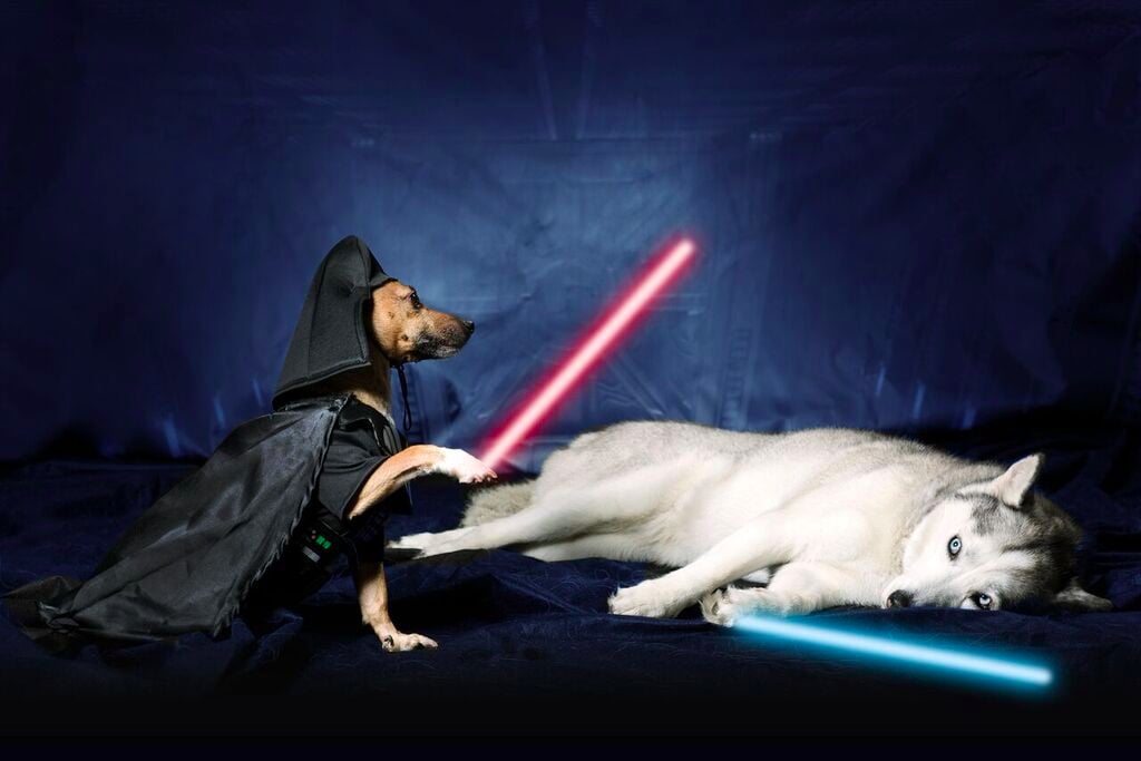 Jedi Dogs