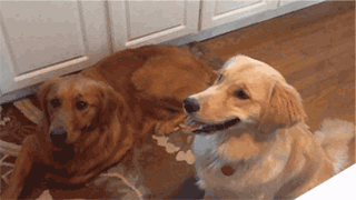 Golden Retriever GIFs | POPSUGAR Pets Photo 5