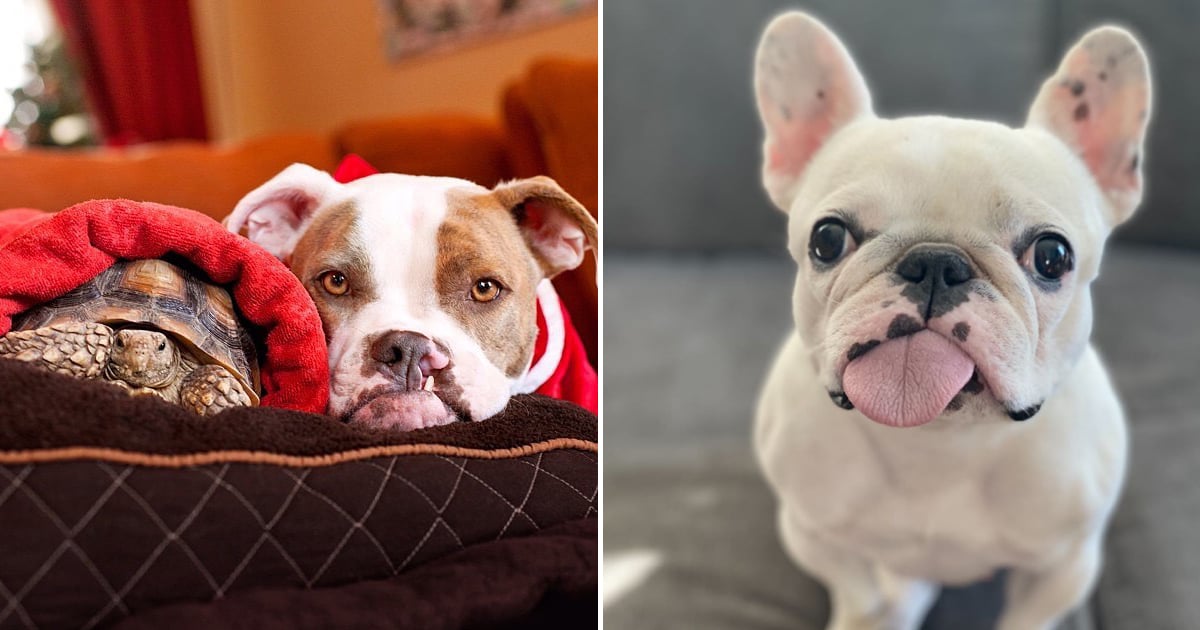 Where to Find the Pets of Netflix's Pet Stars on Instagram | PS Pets