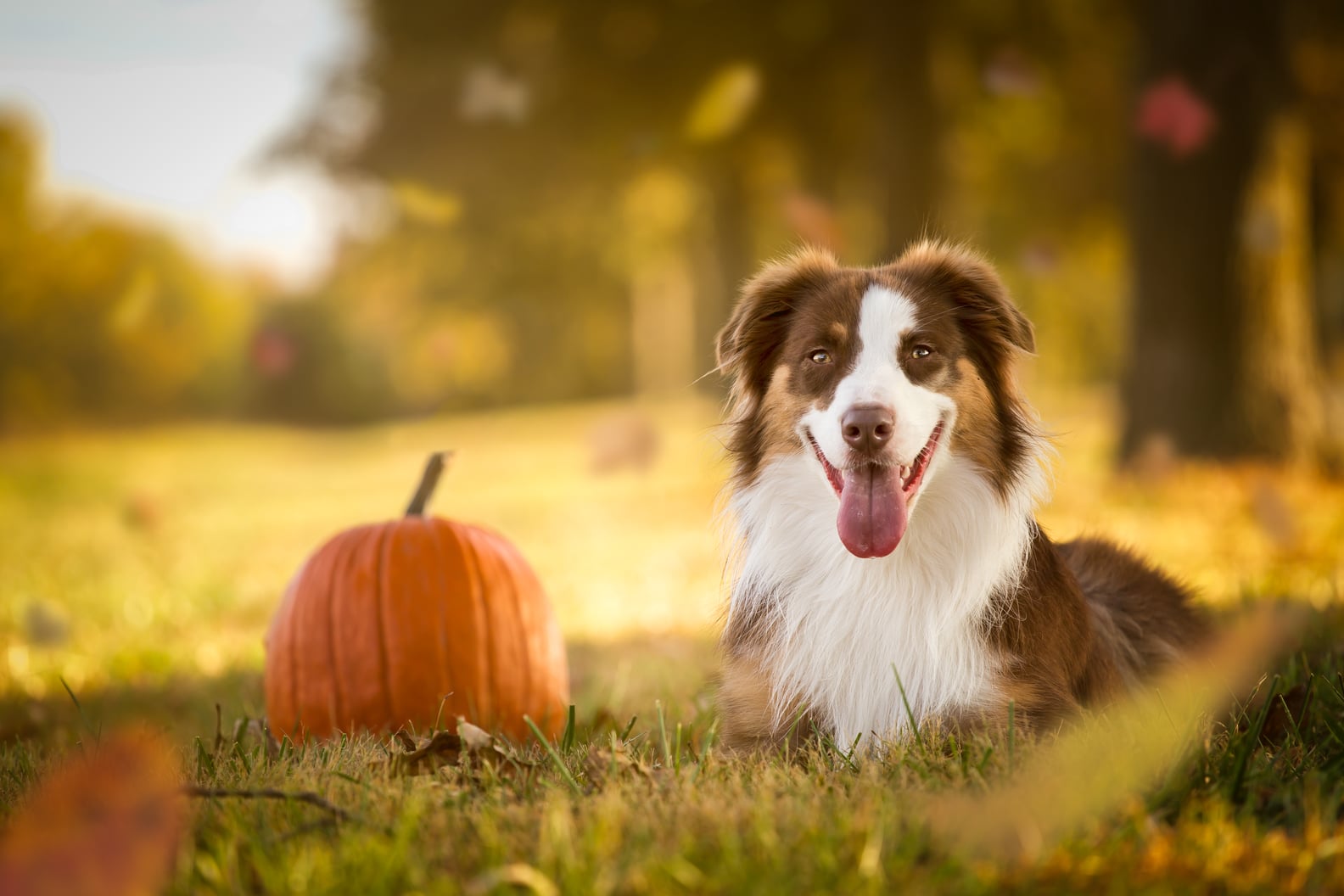Cute Photos of Dogs in the Fall | POPSUGAR Pets