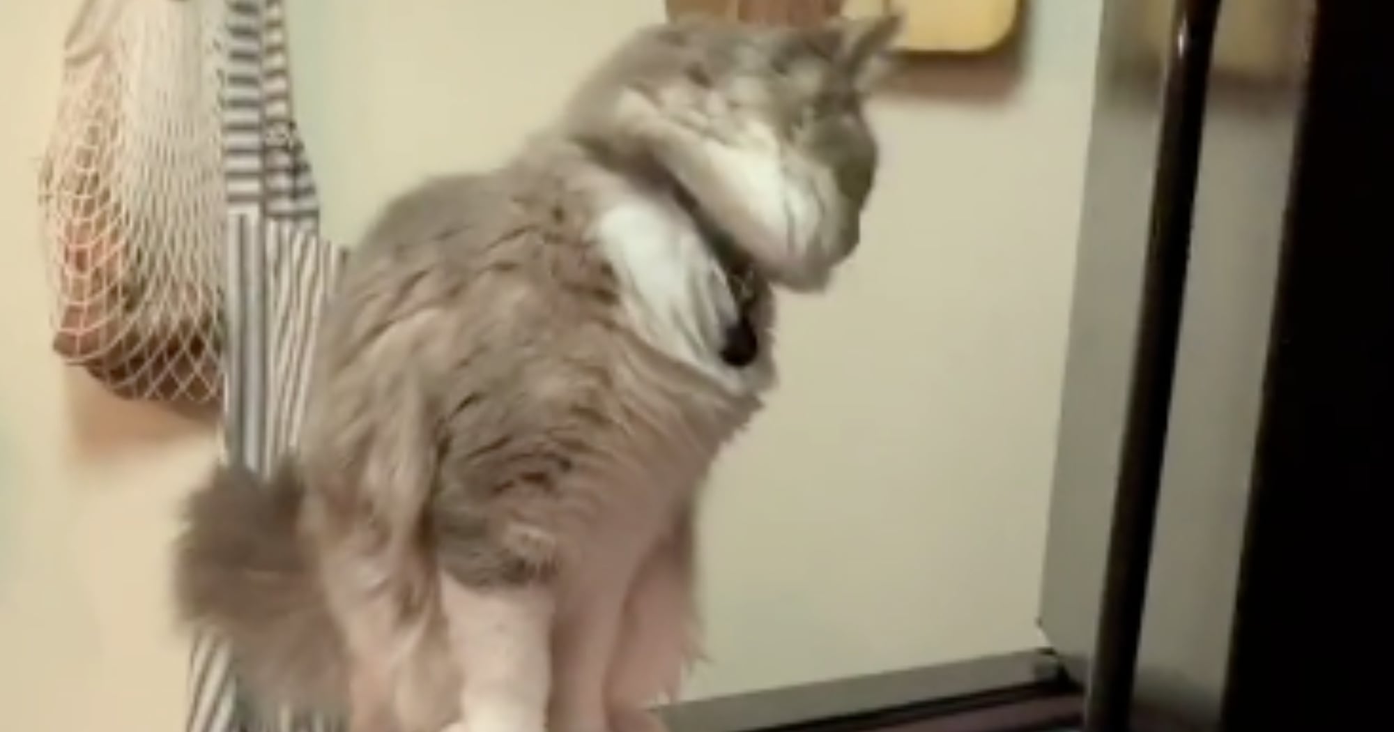 TikTok Video of Cat Falling Off Refrigerator Door | PS Pets