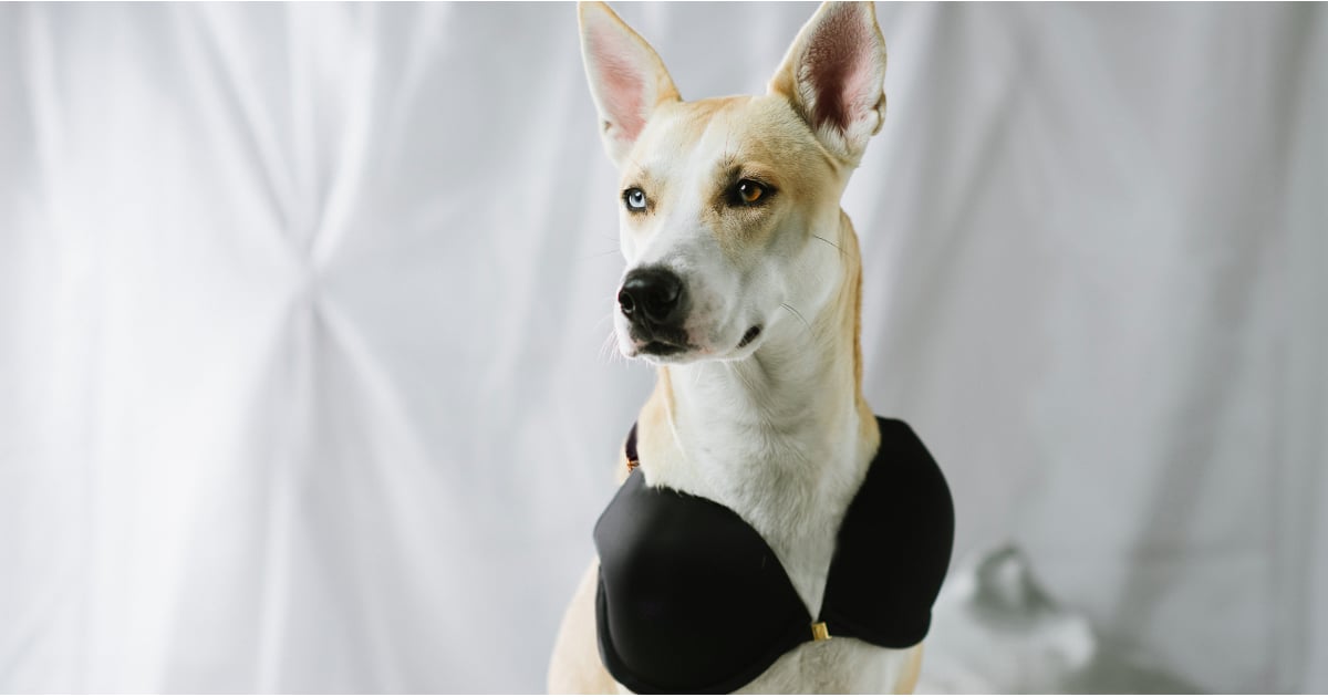 Bra For Dogs | POPSUGAR Pets