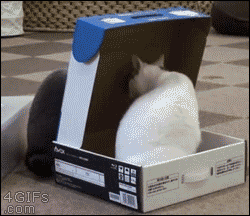 Silly Cat GIFs | PS Pets