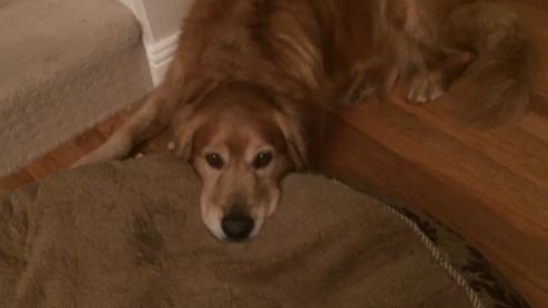 Dog Watching Dog Videos | POPSUGAR Pets