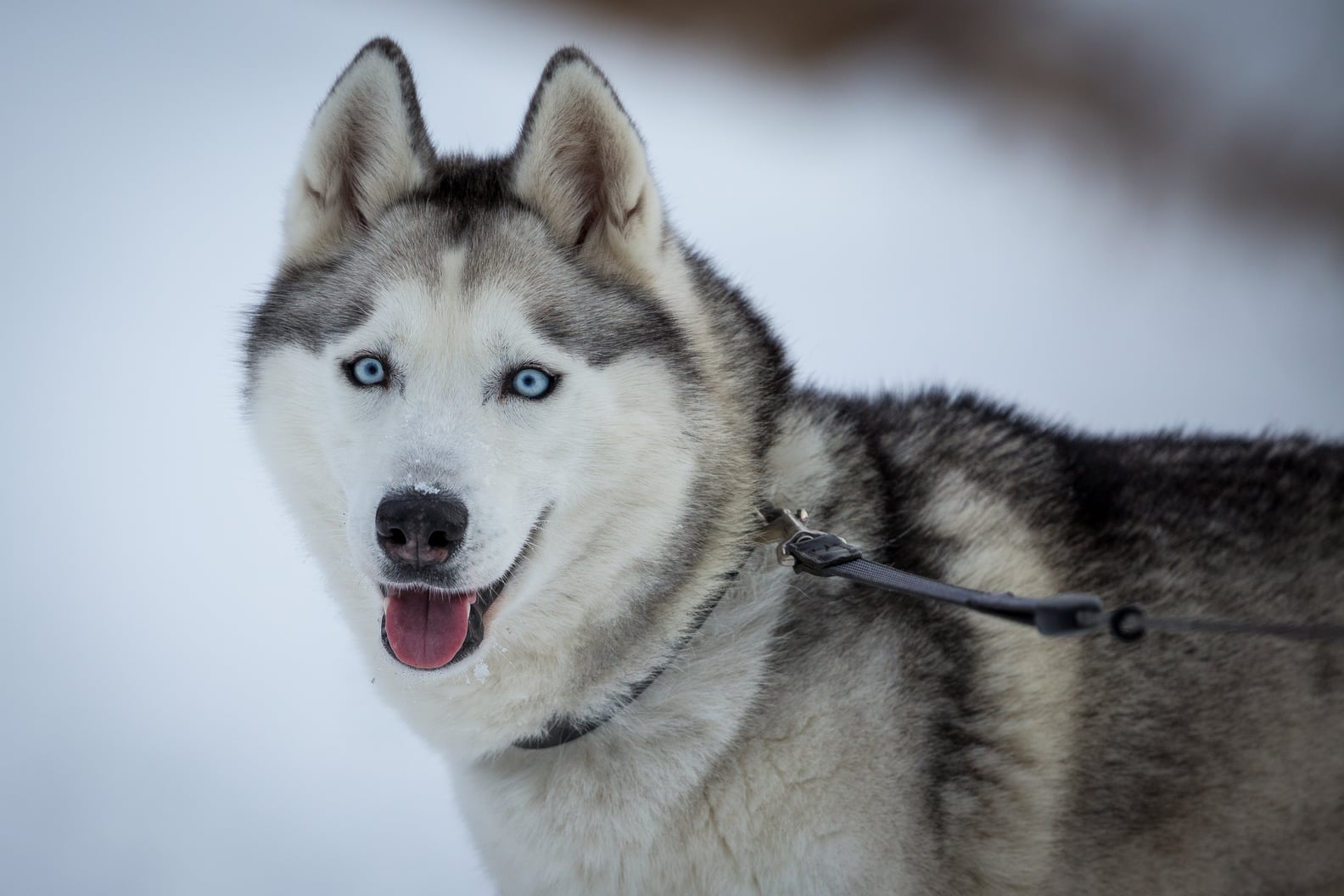 Which Dog Breed Are You by Zodiac Sign | PS Pets