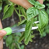 How to Grow Basil From Cuttings | POPSUGAR Home