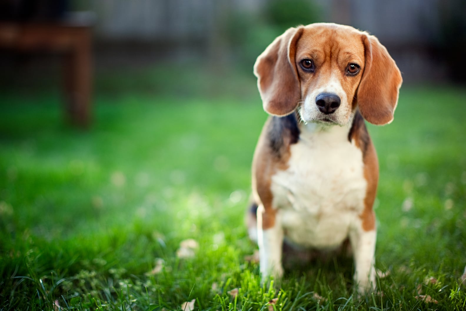 Cutest Pictures of Beagles | POPSUGAR Pets