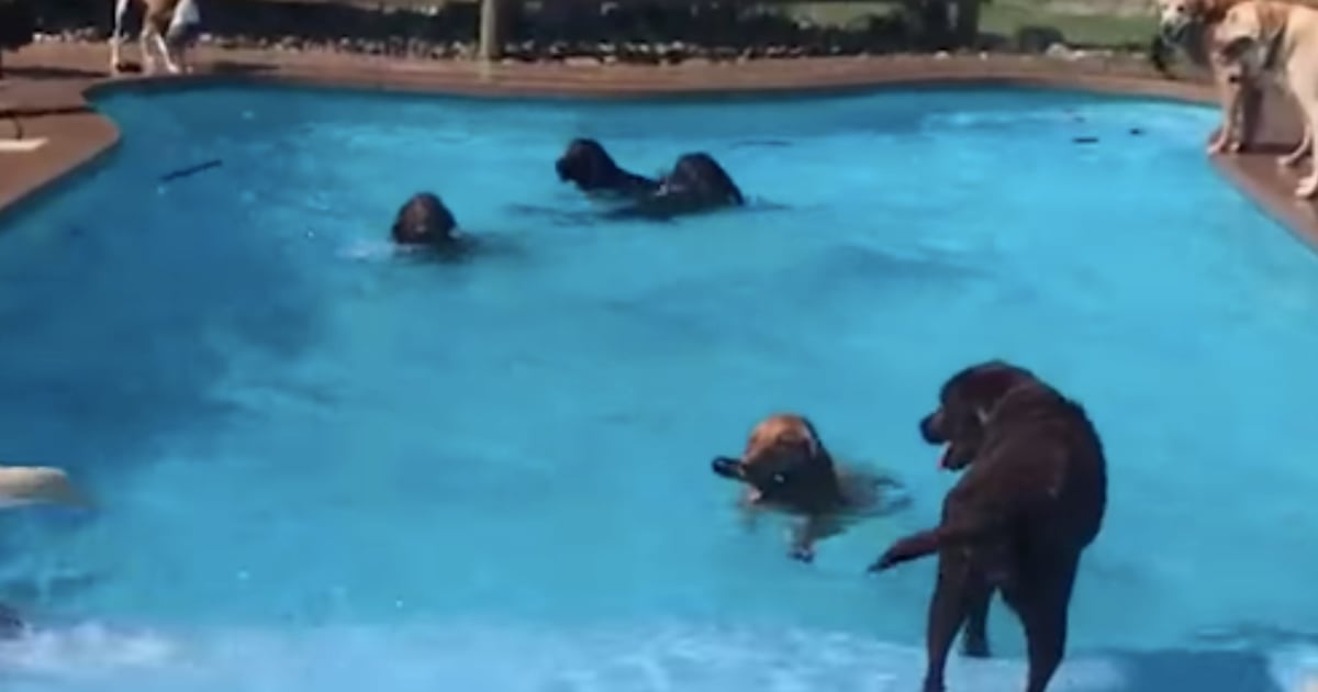 Video of a Dog Having a Birthday Pool Party | POPSUGAR Pets