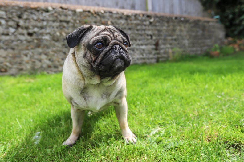 Cute Pictures of Pugs | PS Pets