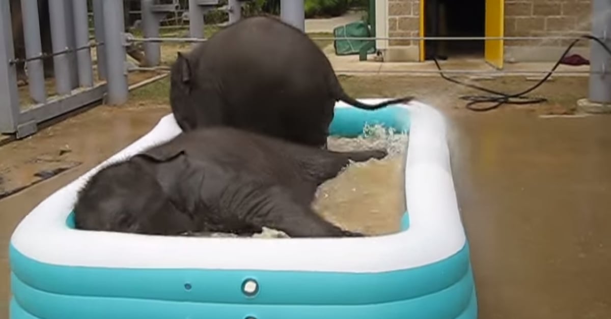 Baby Elephants in Pool | PS Pets