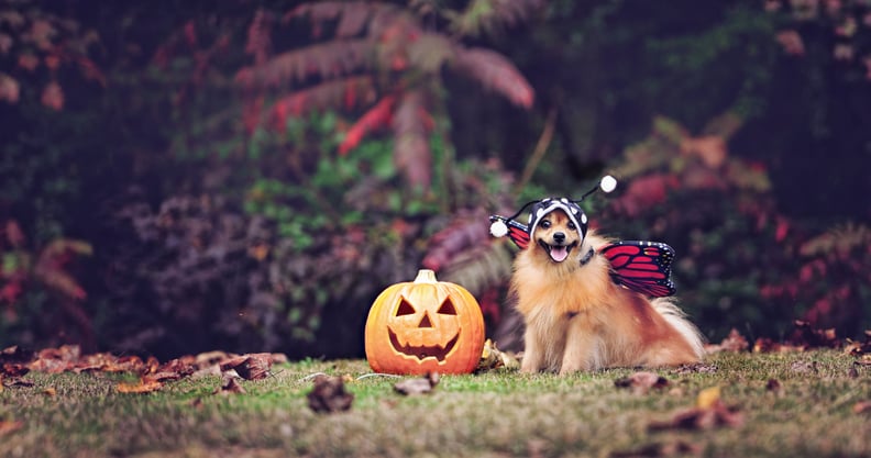 Cute Photos of Dogs in the Fall | POPSUGAR Pets
