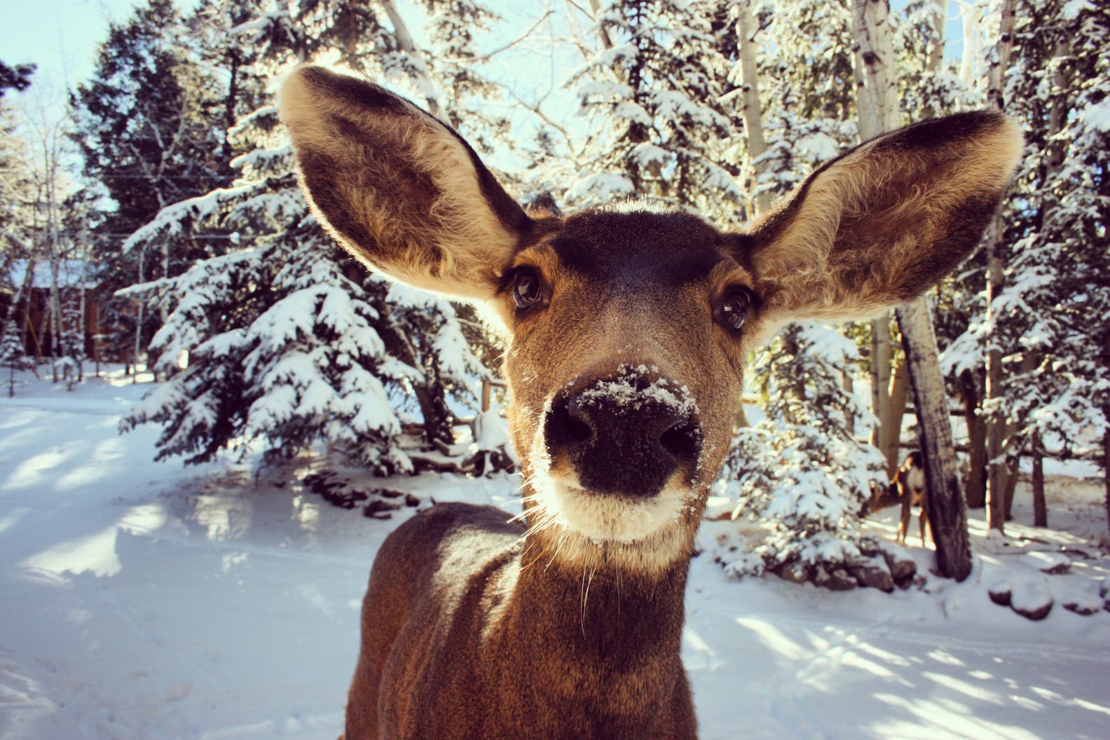 Download Funny Christmas Zoom Backgrounds | POPSUGAR Tech