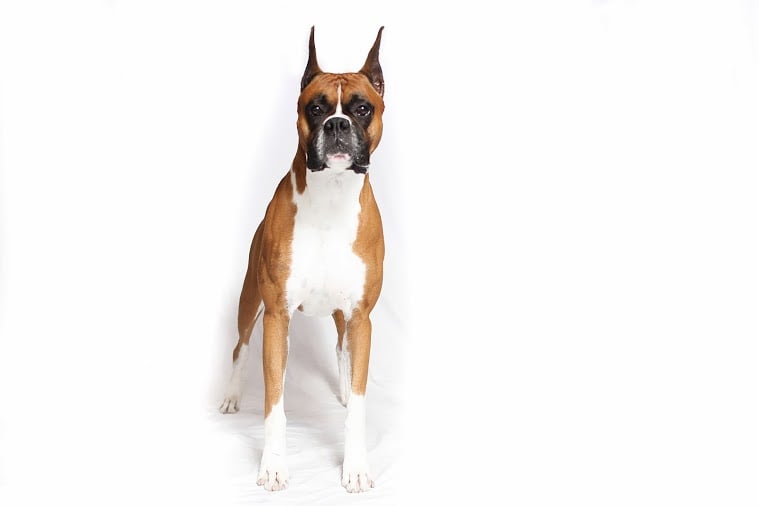 Top Dog Breeds of 2013 | POPSUGAR Pets