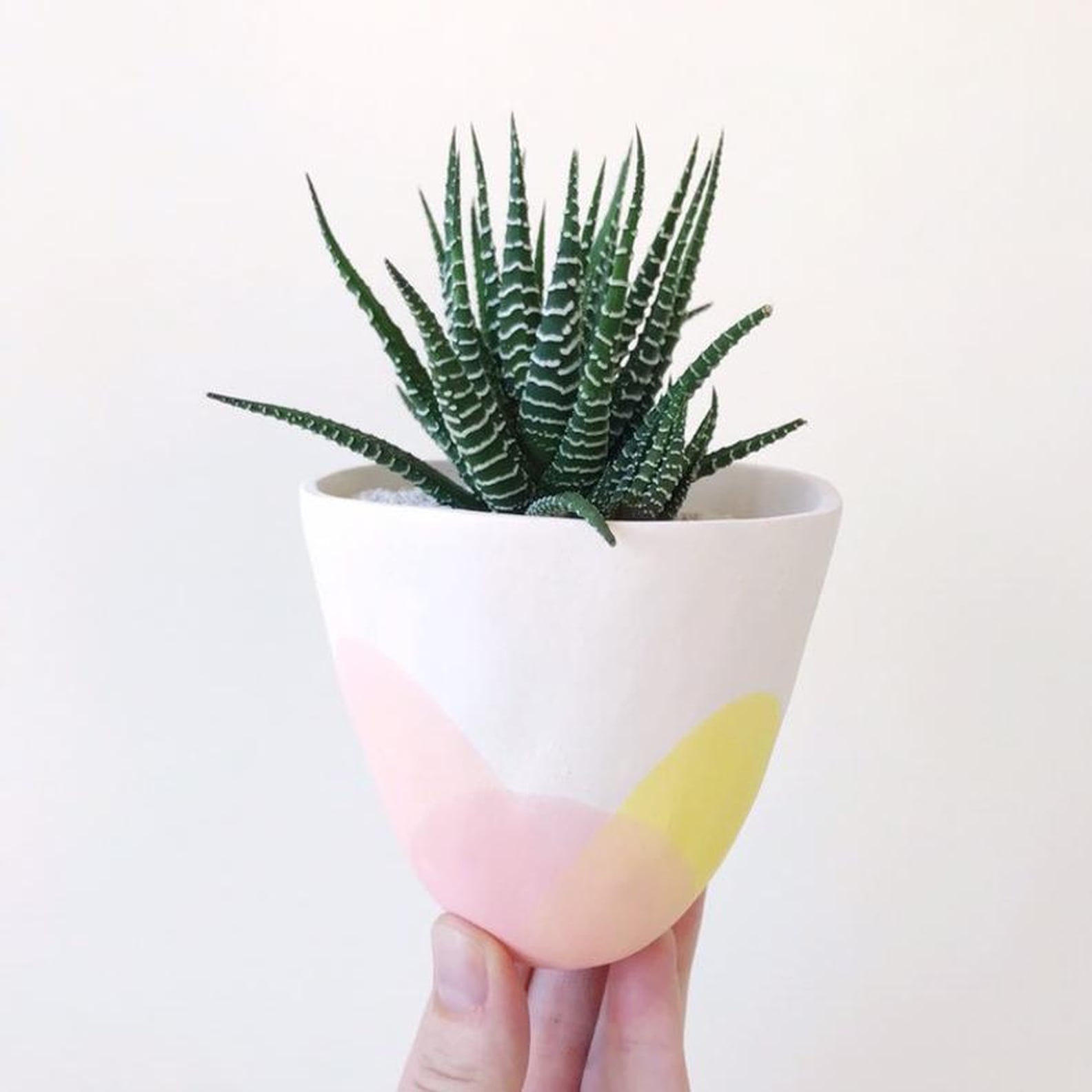 Cute Micro Succulents You Can Buy on Etsy | PS Home