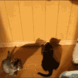 Funny Cat GIFs | POPSUGAR Tech